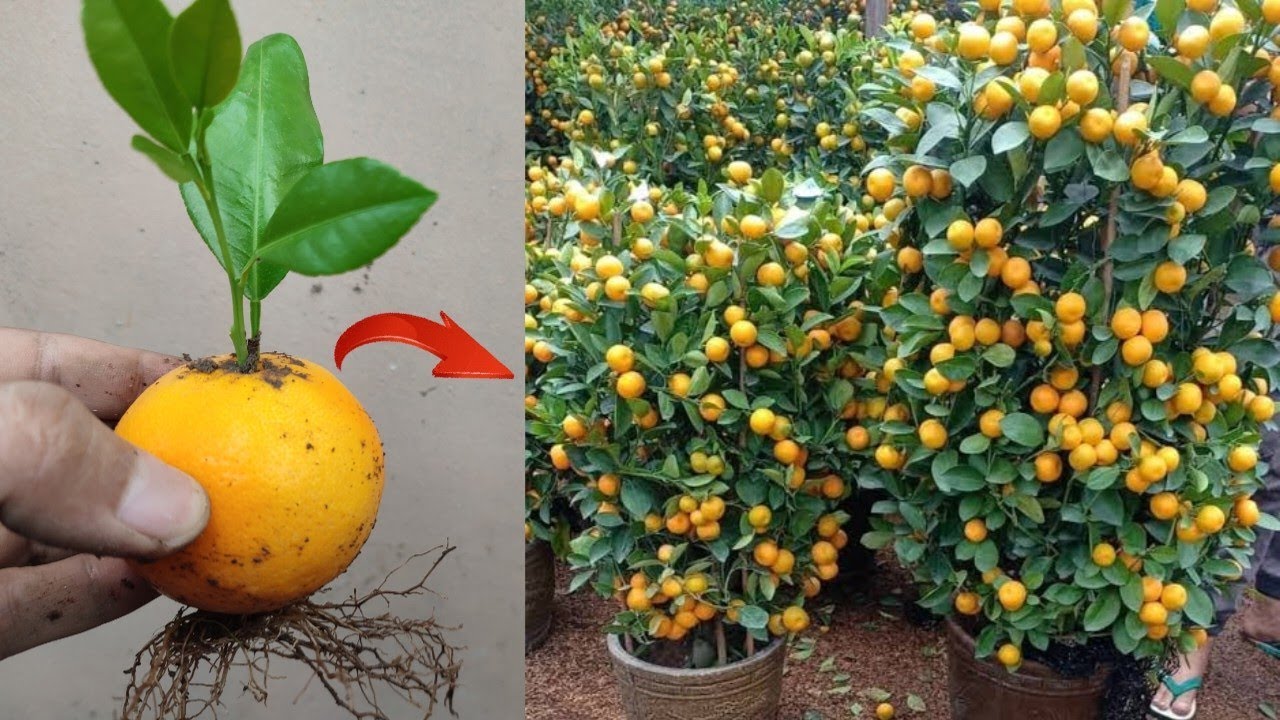 Best Skills growing Lemons tree from lemon fruit in a pot - YouTube