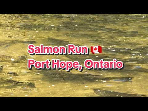 Chinook, Atlantic, and Coho Salmon Run @ Port Hope, Ontario - YouTube