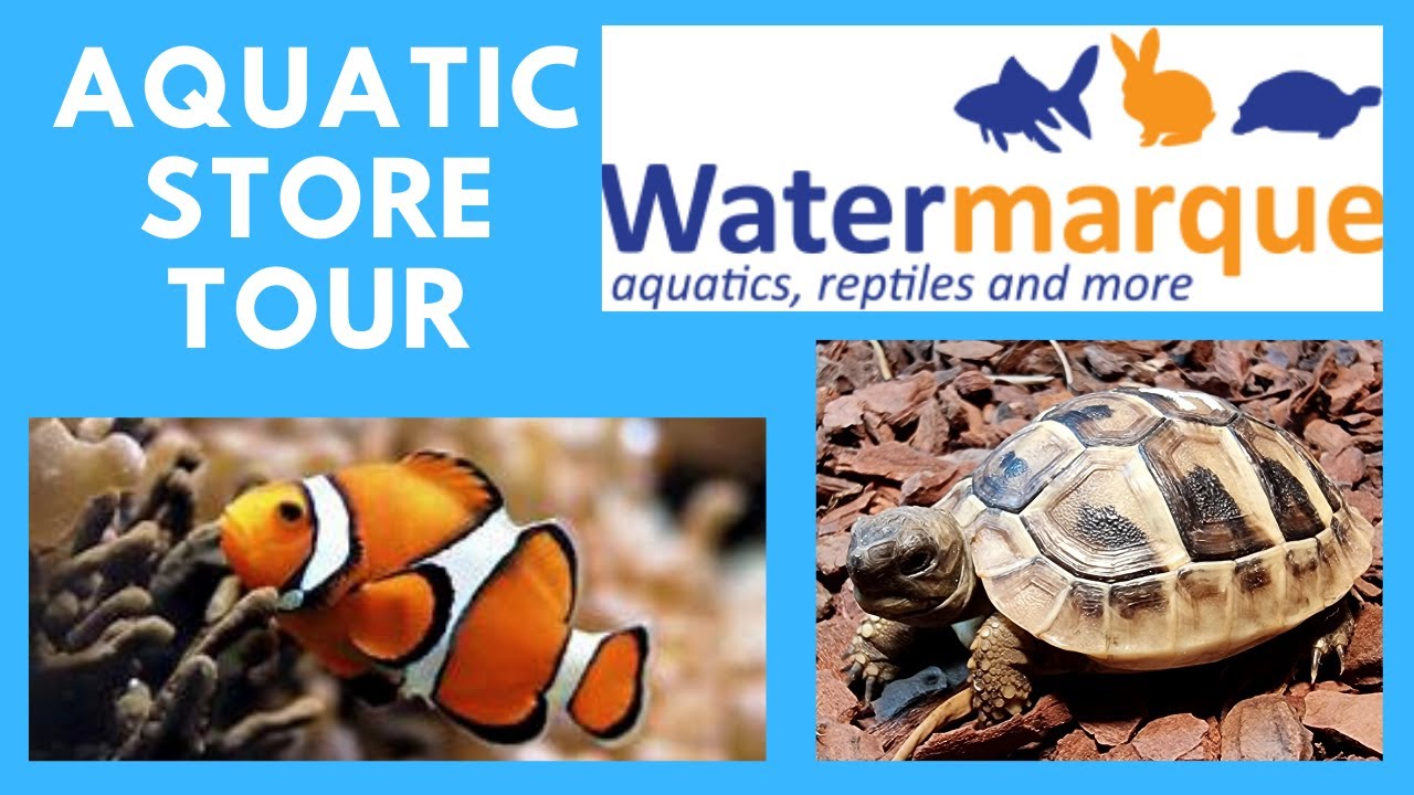 A Visit to my local Aquatic and Reptile store Watermarque at North ...
