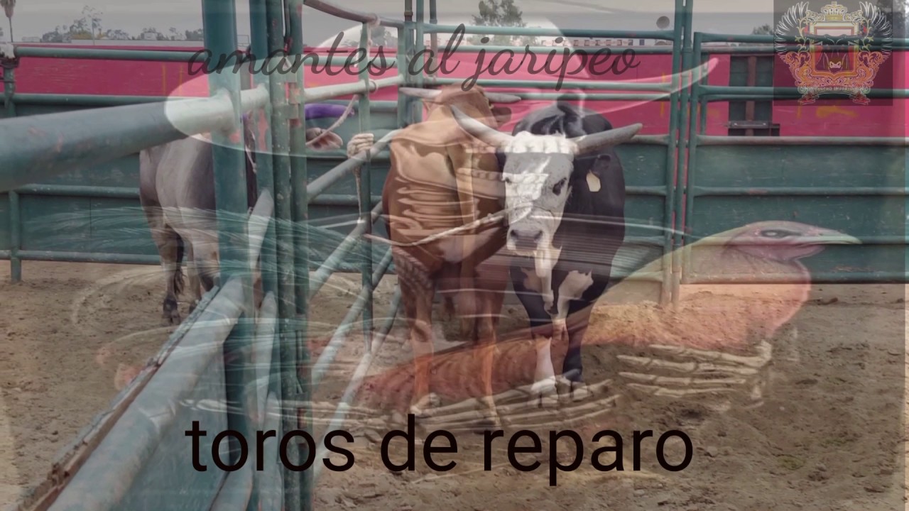 Toros de reparo en rancho imperial - YouTube