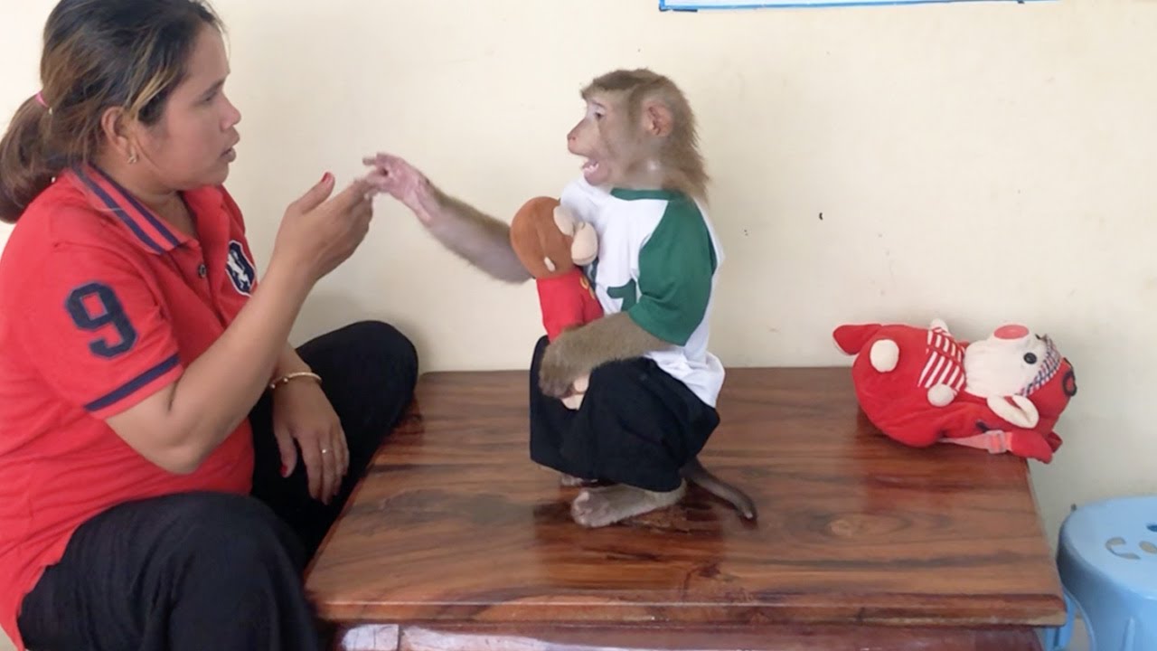 Handsome Maturely Hug Friend Monkey Ignore To Talk With Mom - YouTube