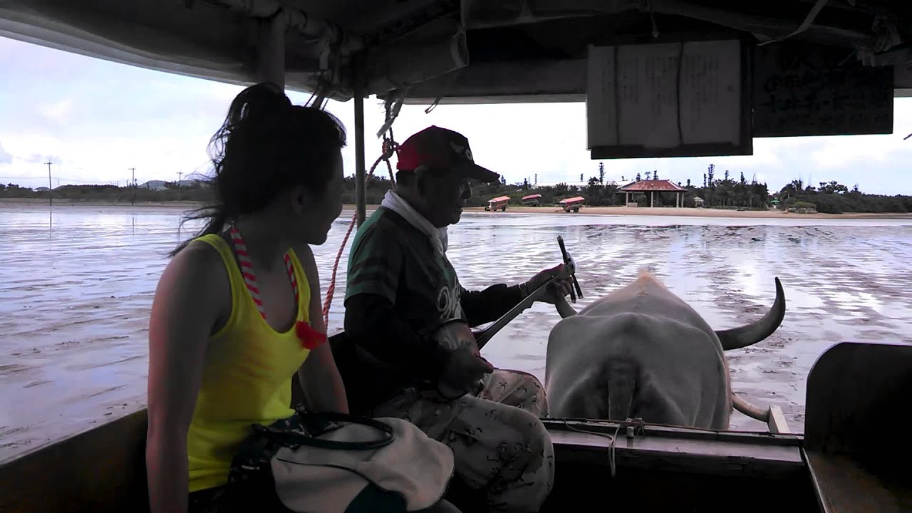 Water Buffalo Ride - YouTube