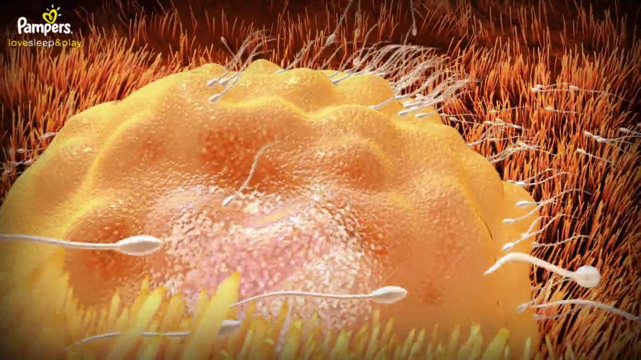Journey Begins - Fertilization | Pampers Pregnancy Series - YouTube
