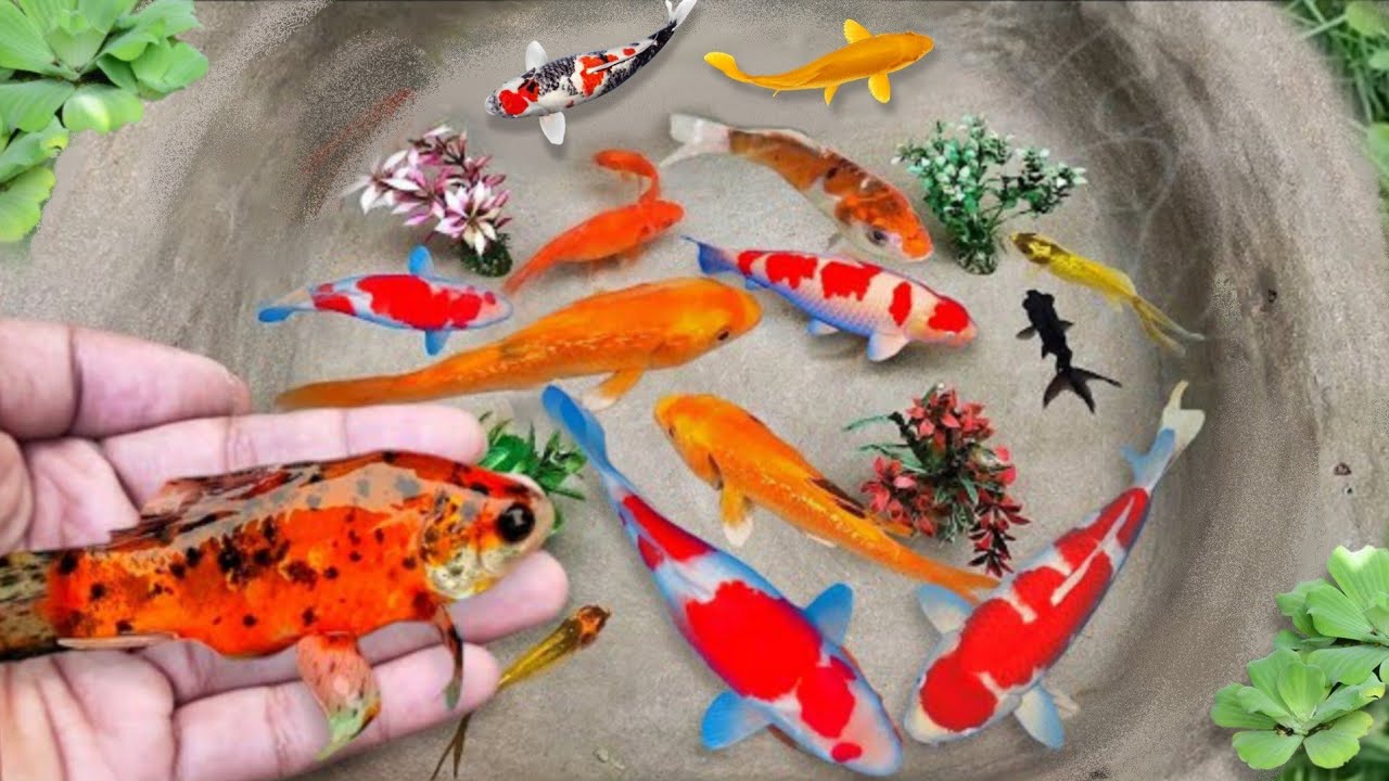 Catch Nest Tiny Aquarium Fish In Colorful Surprise Eggs, Pencil Fish ...