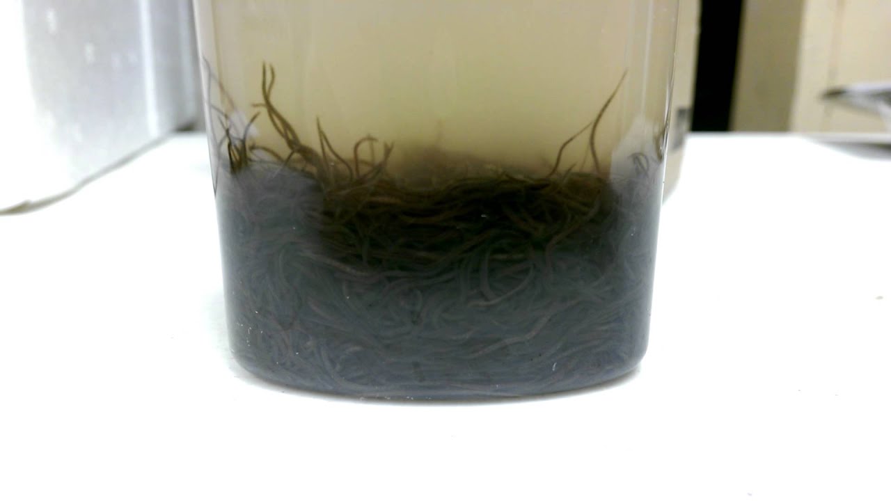 California Blackworms Are Here - YouTube