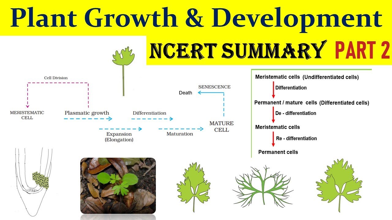 Plant Growth & Development NCERT 2 | Plasticity | Heterophily ...