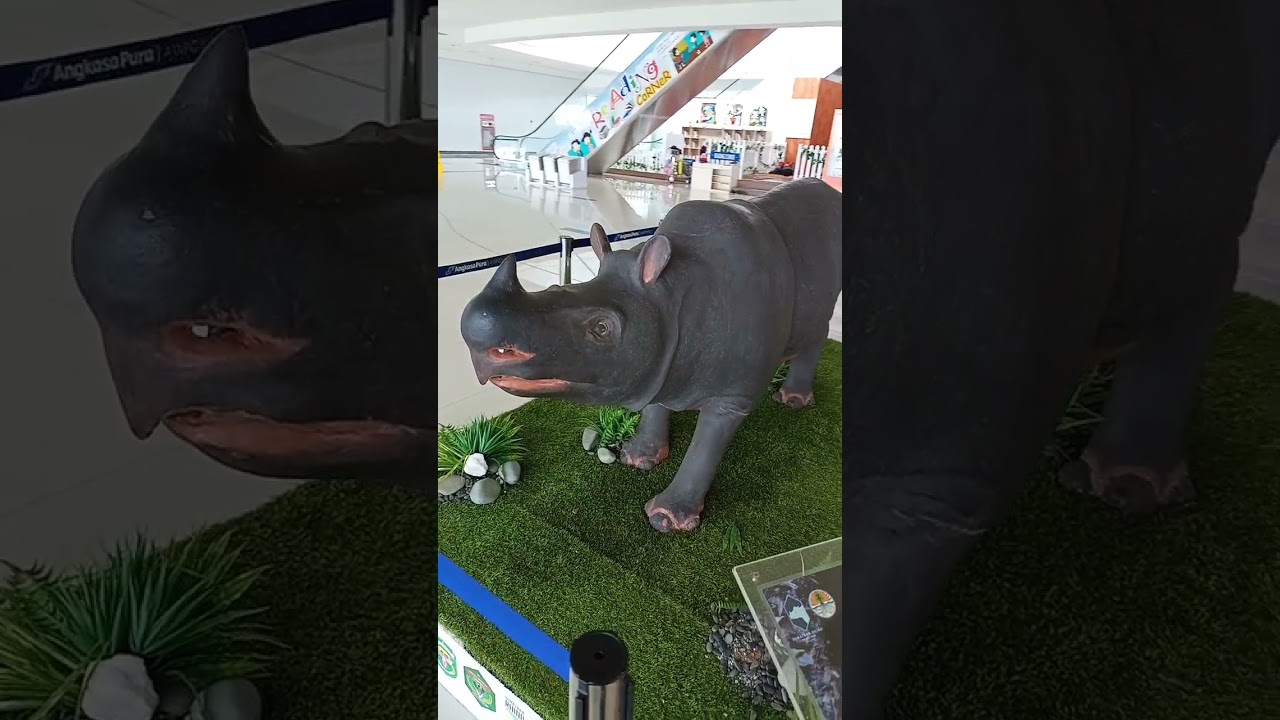 Selamatkan Badak Sumatera di Kalimantan Timur "PAHU" - YouTube