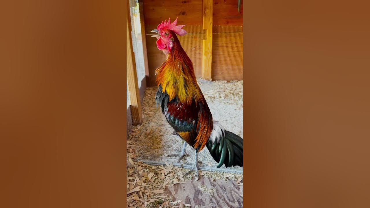 red jungle fowl crowing, me nyuam ntsuag lau qaib dib qua #117 Huajvam Thoj - YouTube