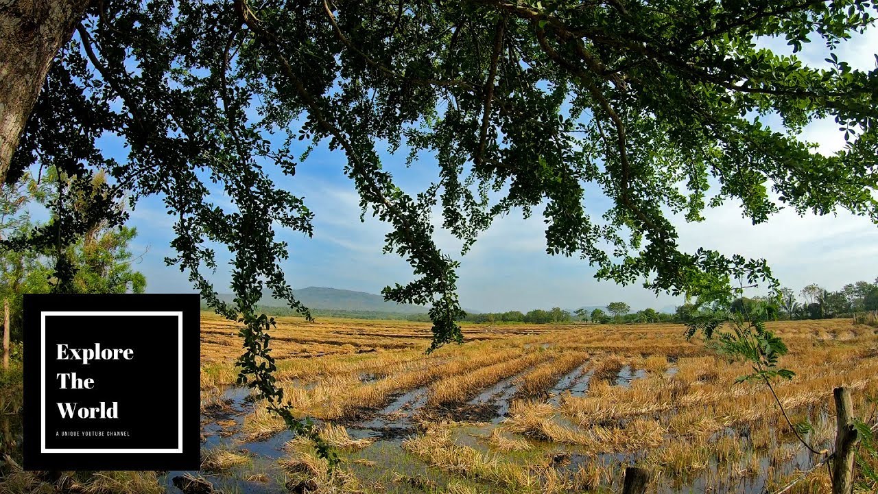 4K Beautiful Paddy Fields in Sri Lanka - YouTube