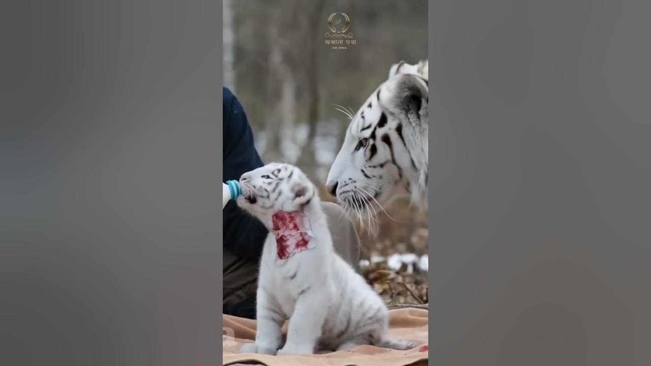 A mother white tiger begs a hunter to save her badly injured cub trapped in a barbed wire fence ...