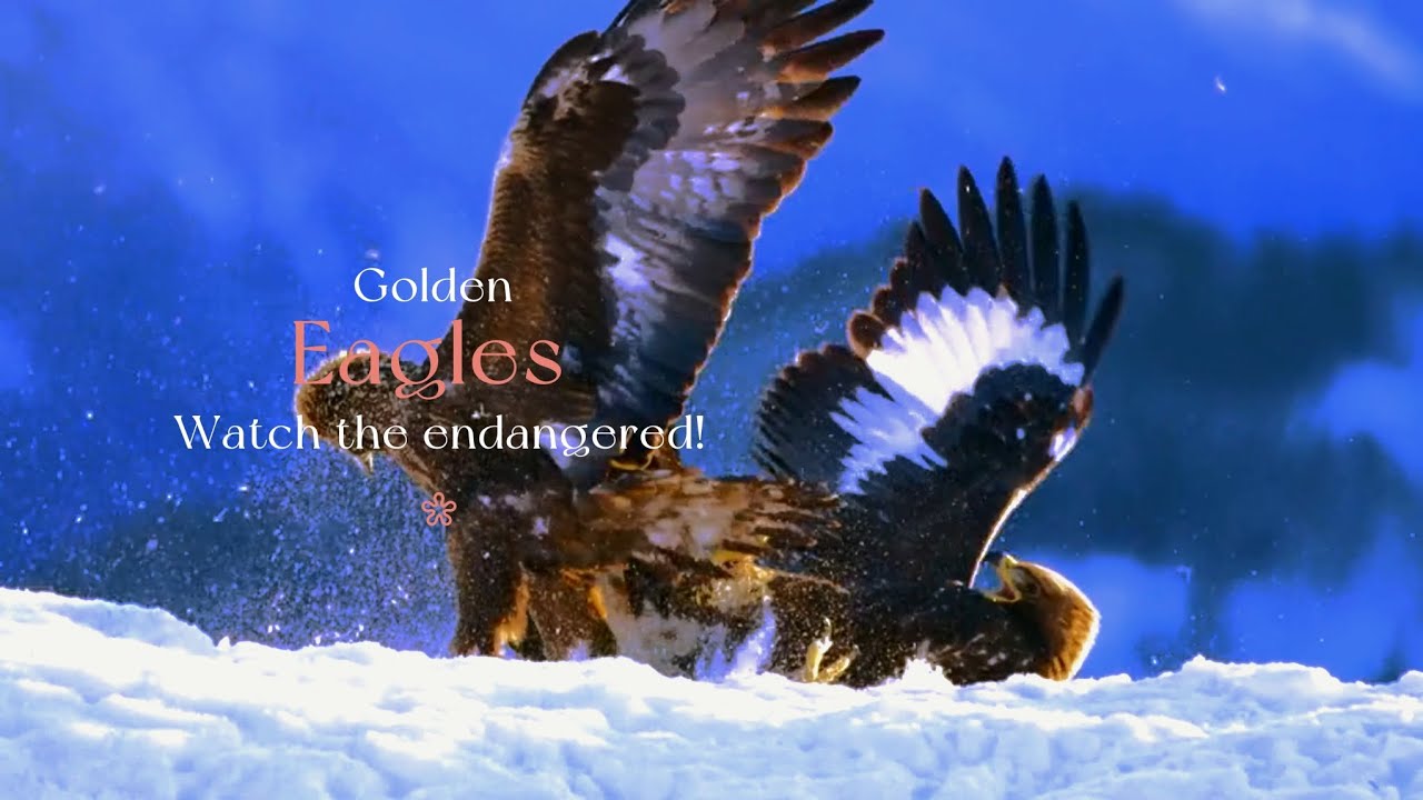 Animal Behavior: The Golden Eagles is one of the endangered species ...