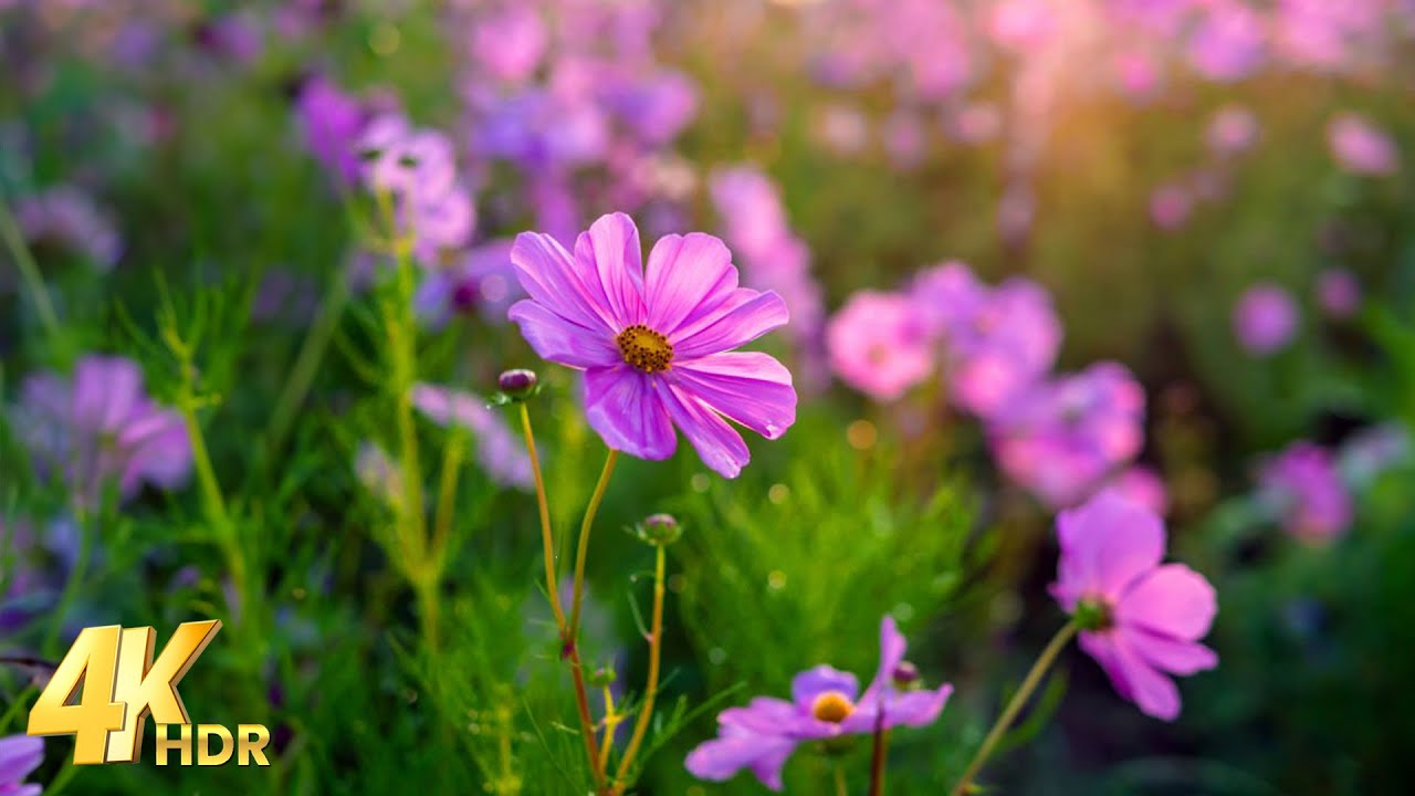 Music heals the heart🌺Admire the beauty of Cosmos Flower - Energy for ...