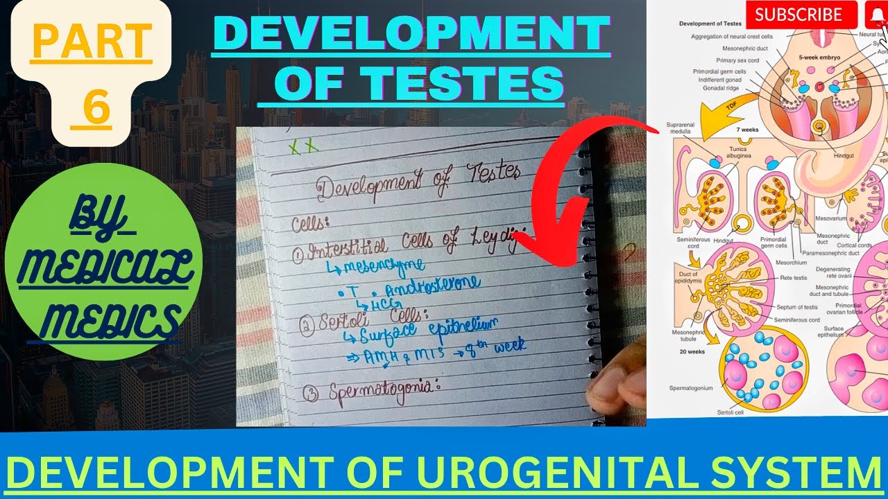 Development of Testes | Development of Urogenital System | Development ...