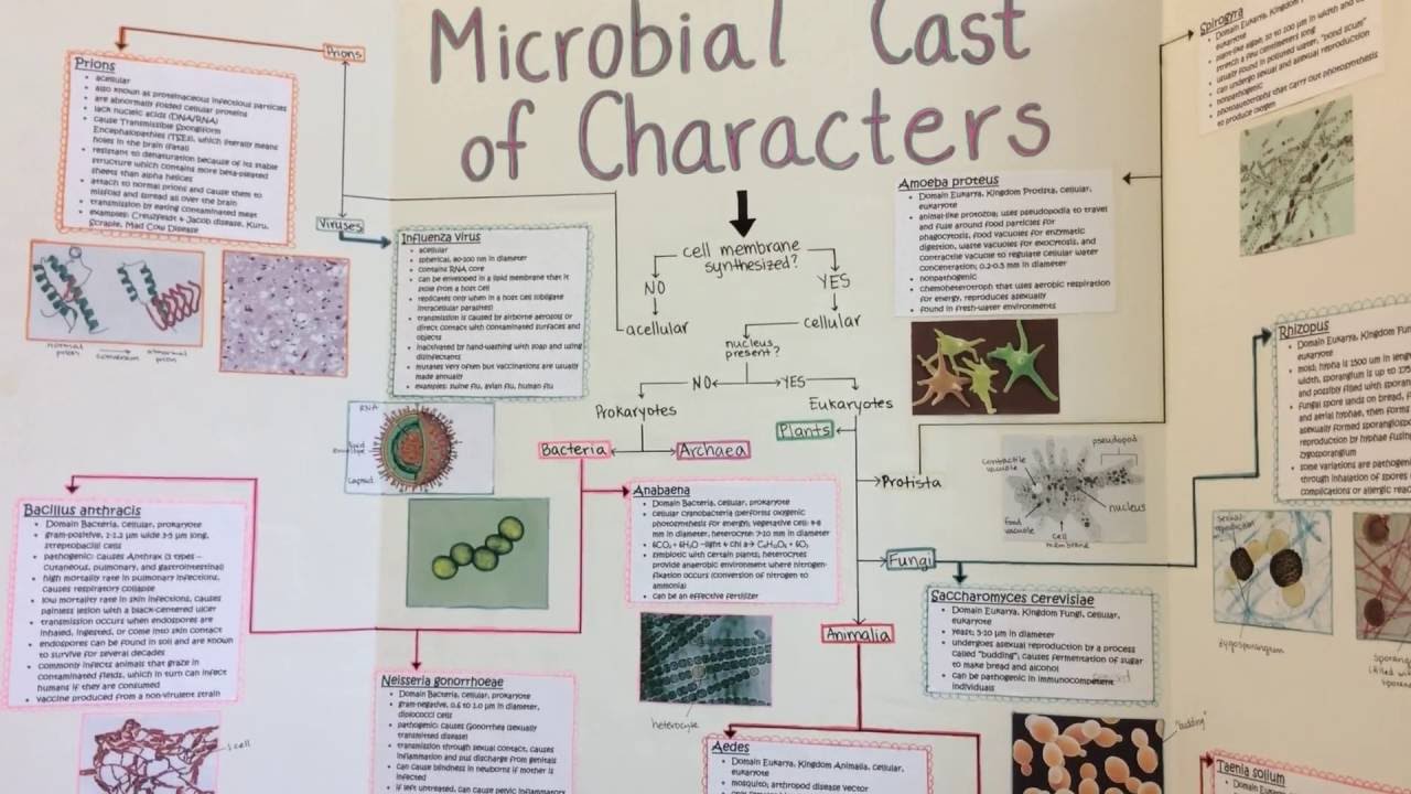 Ch 6 (Part I) Cast of Characters: Overview - YouTube