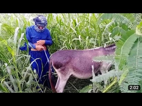 donkey mating farst tim - YouTube