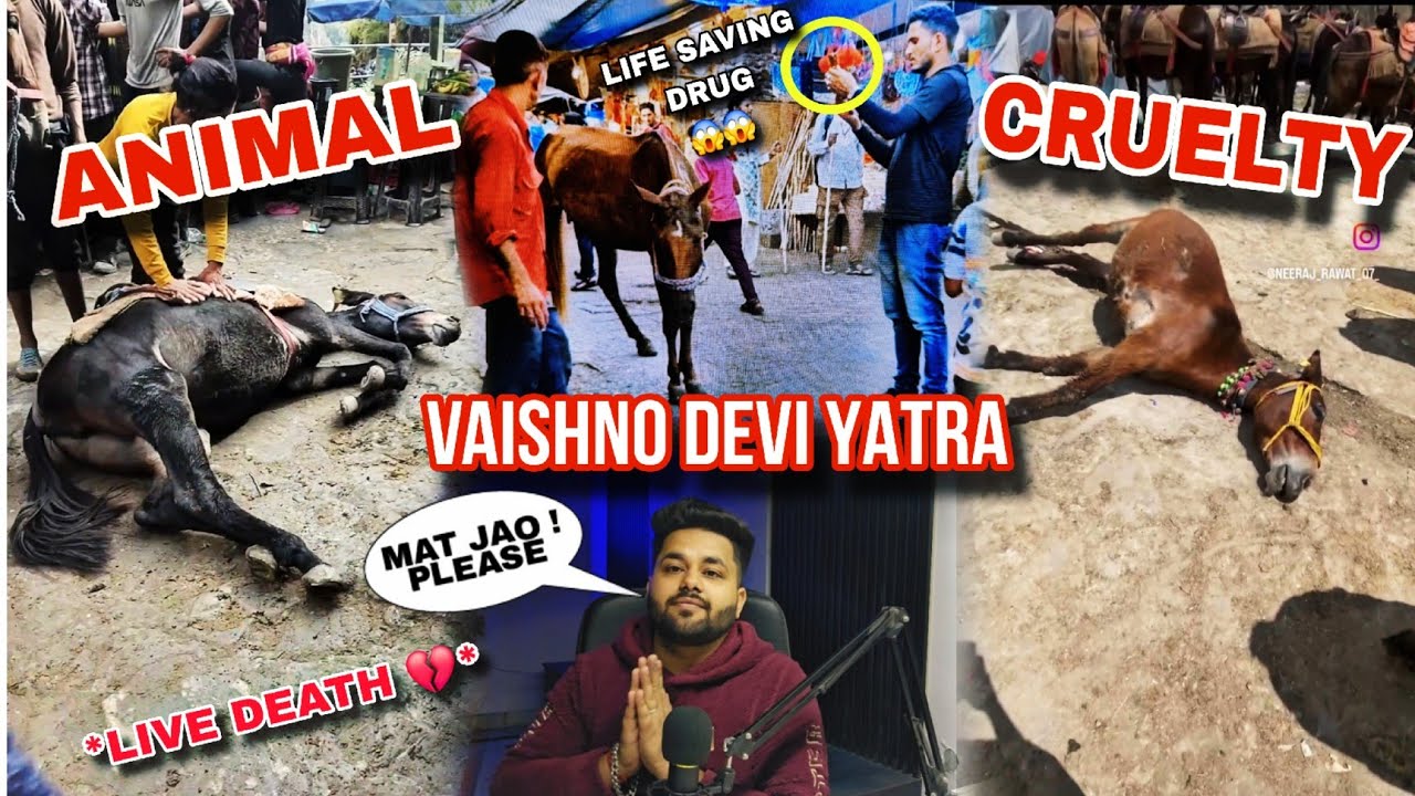 Animal Cruelty 🗡🩸 at Vaishno Devi Jammu Katra *LIVE INCIDENT 😱* | Dark ...