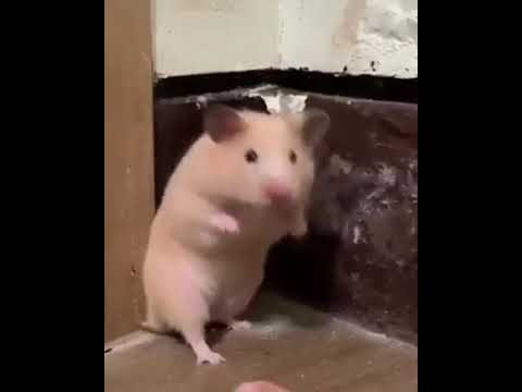 Hámster gritando como mujer - YouTube