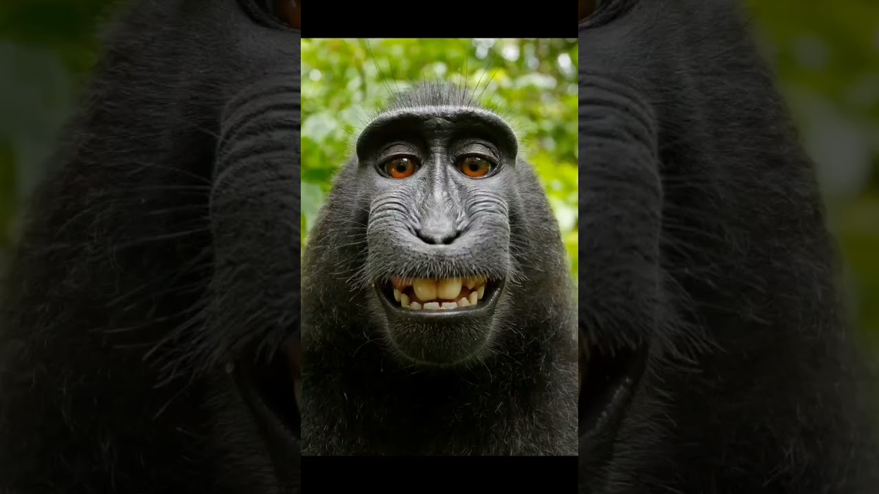 @tick toker - YouTube