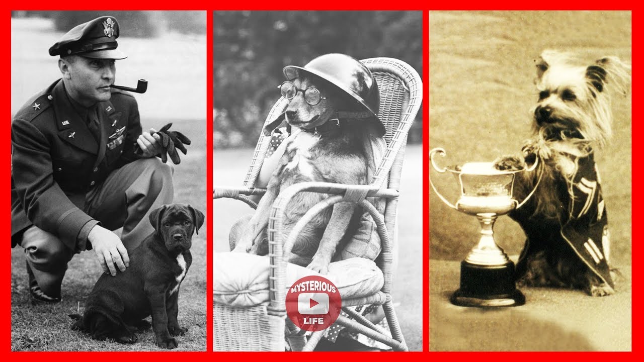 23 Adorable Photos of Real Dogs That Served In World War II - YouTube