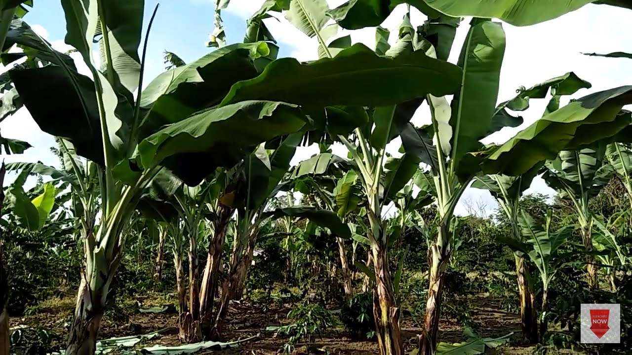 Pisang barangan medan tumpang sari kopi ateng - YouTube