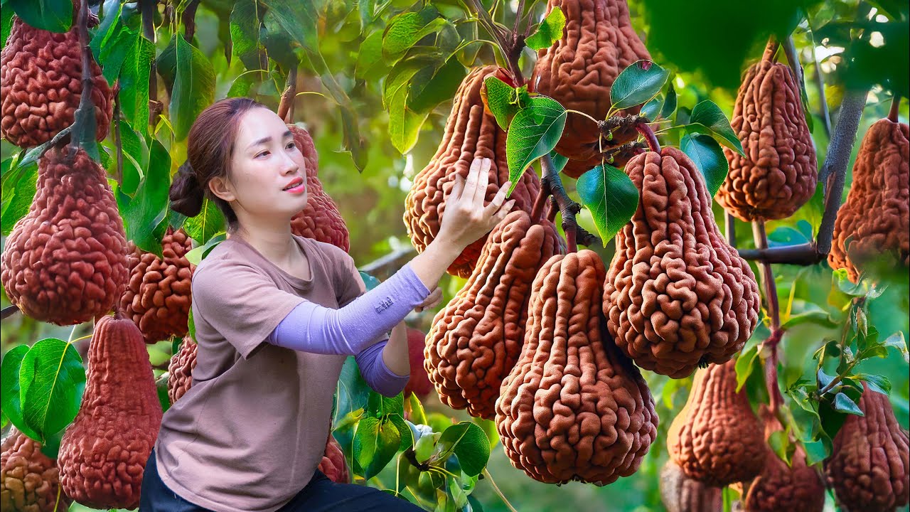 AMAZING! Harvesting Mutant Rough Pear go to market sell | Precious ...