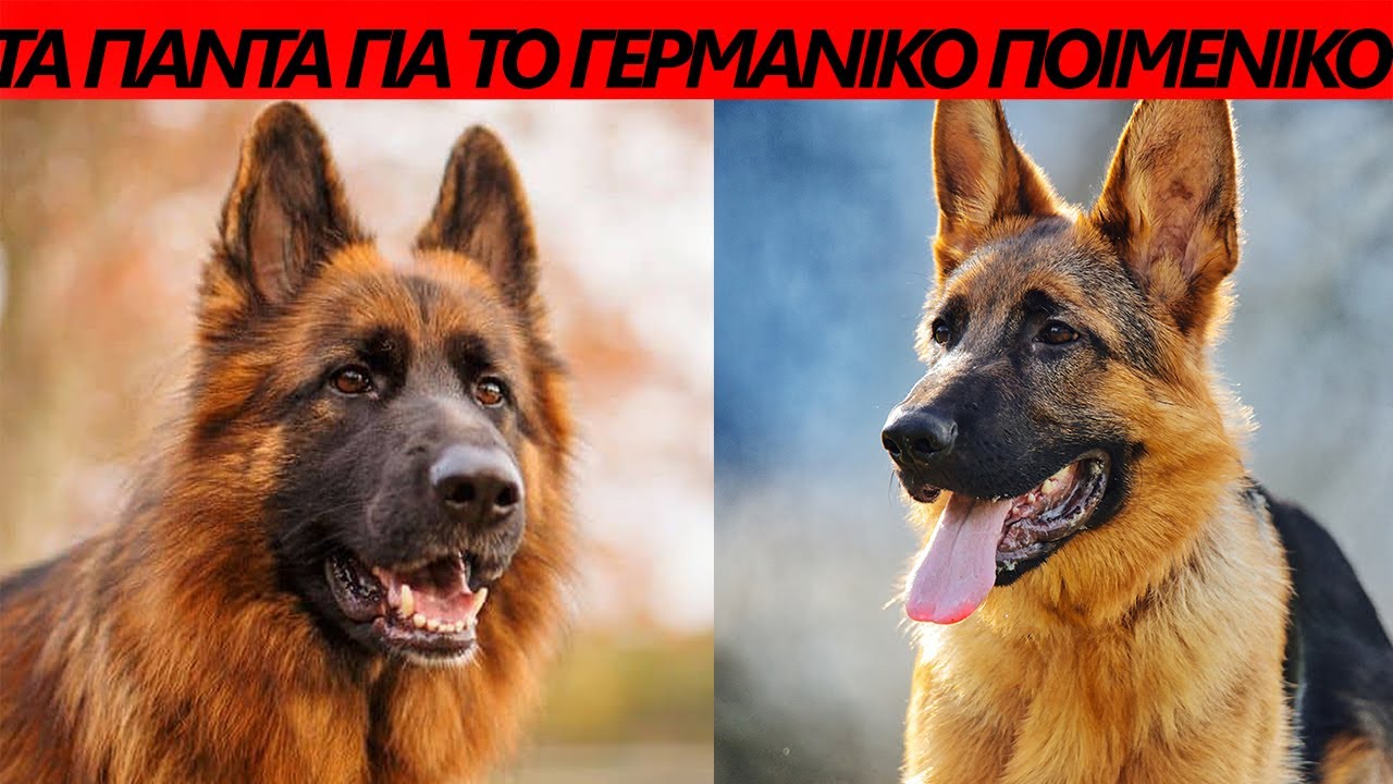 Μάθετε το Γερμανικό ποιμενικό🐾 Χαρακτήρας, συμπεριφορά, ανάγκες. German ...
