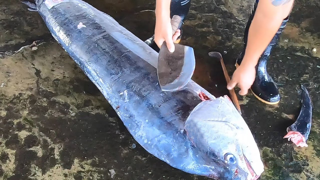 Giant marlin fish cutting skills - How to Cut a Marlin fish - YouTube