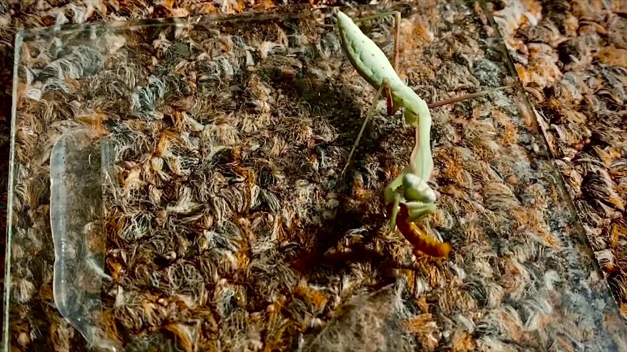 Feeding the mantis!! - YouTube