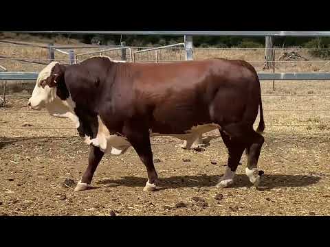 National Braford Sale 2026 - Lot 4