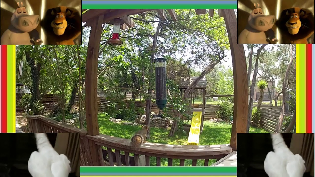 Squirrel Circus - YouTube