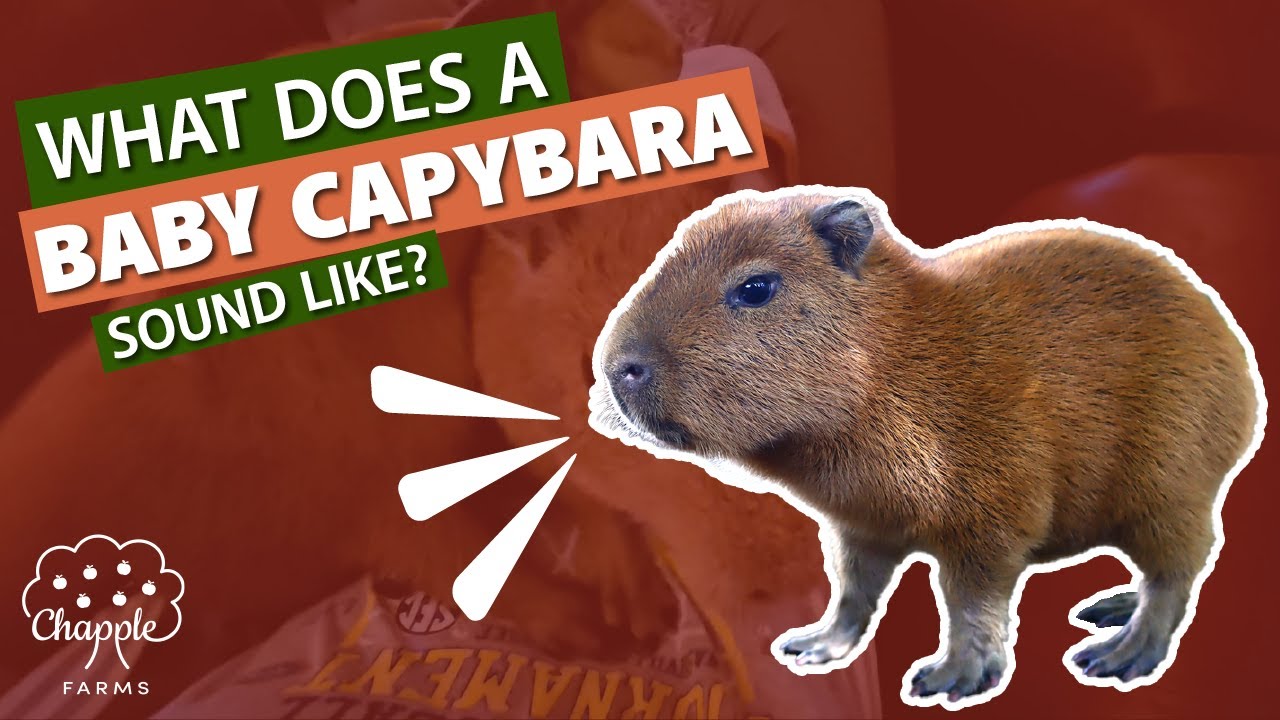 What does a baby capybara sound like? - YouTube