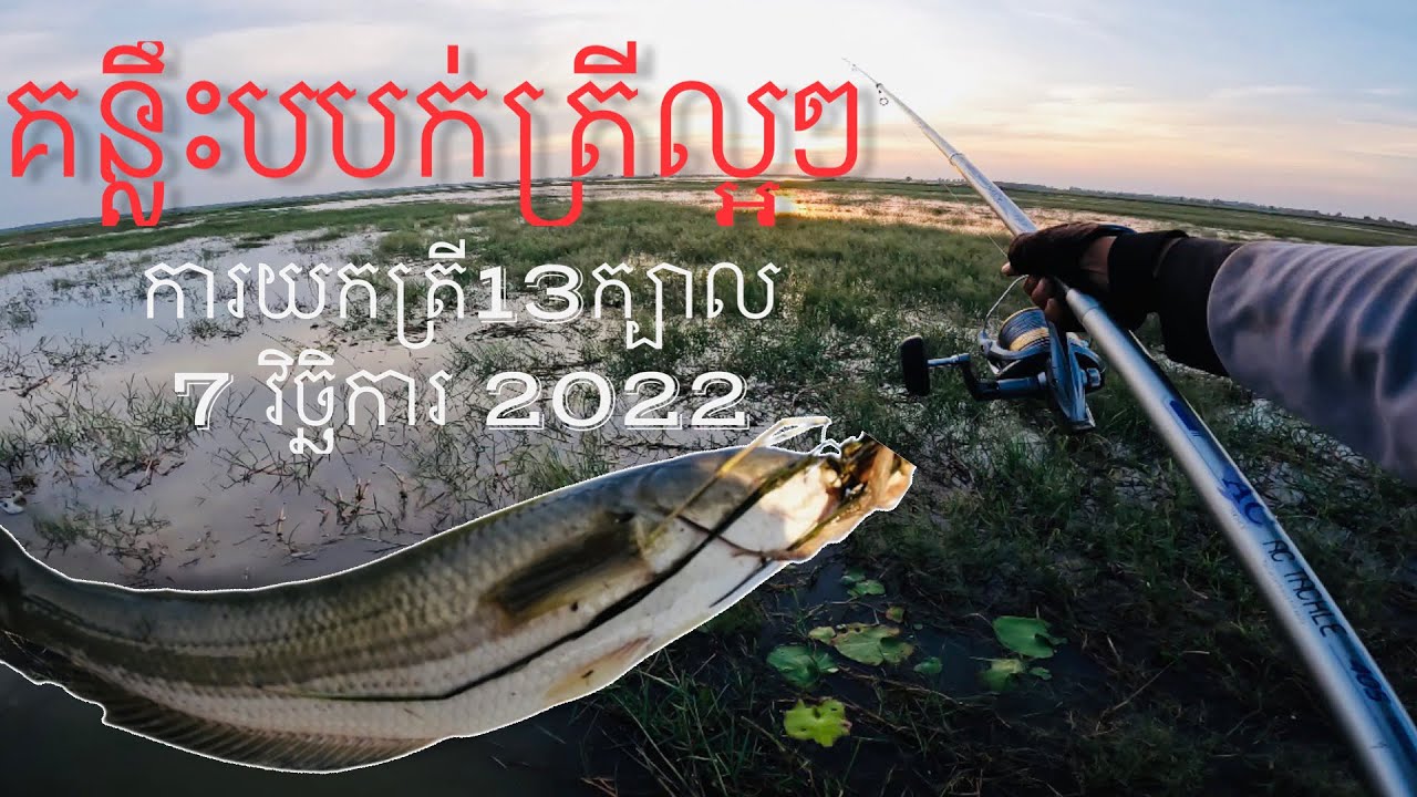 Fun Fishing for Black Snakehead Fish - YouTube