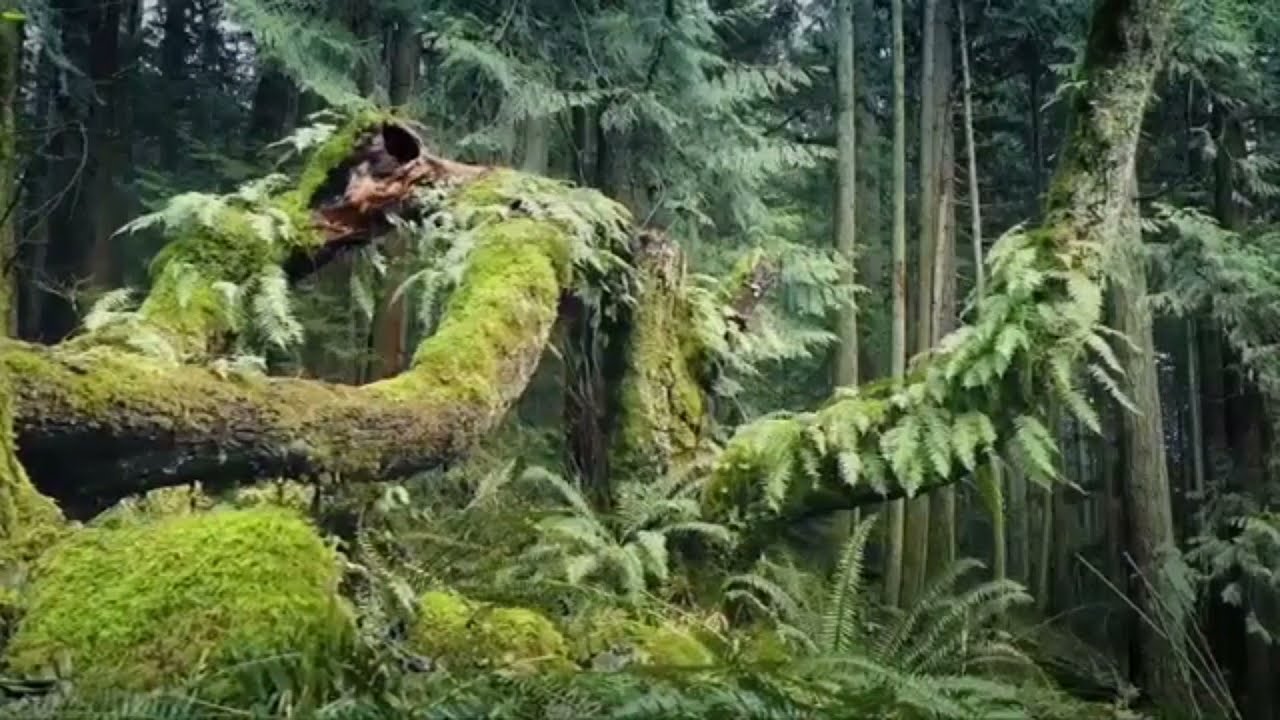 Adult Swim Bumps: Spring 2018 - YouTube