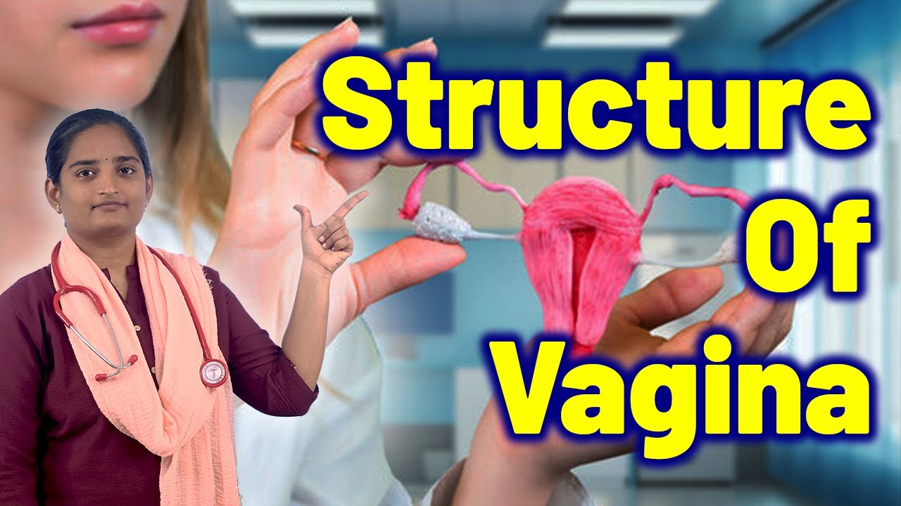 Structure & Function of Vagina Related to Vulvodynia Female Genital Pain Homeopathy Treatment ...