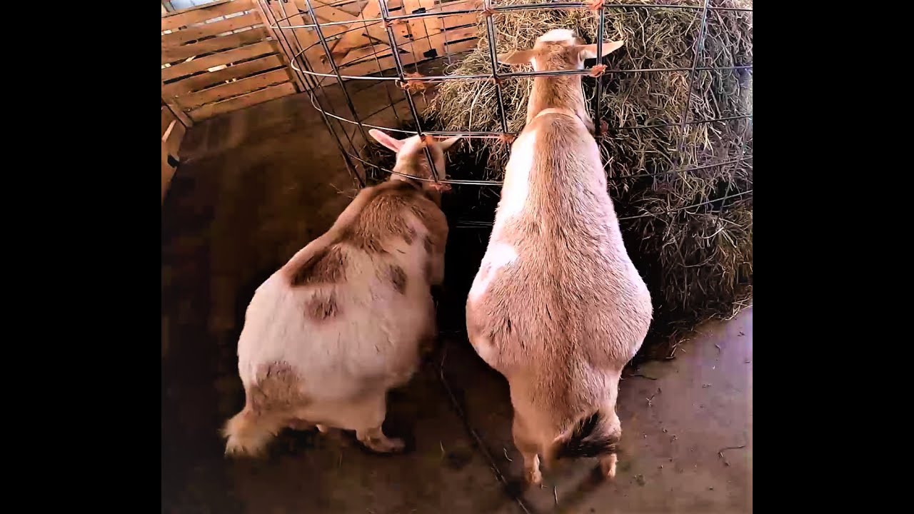 MAMA GOAT BABY BUMP I NIGERIAN DWARF GOAT BABY BUMP I MAMA GOAT UPDATE ...