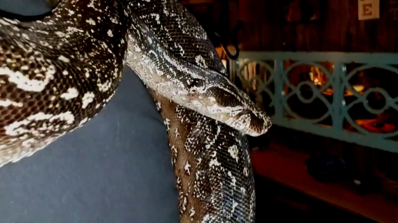 Happy Snakes Are Strong Healthy Busy Snakes - YouTube