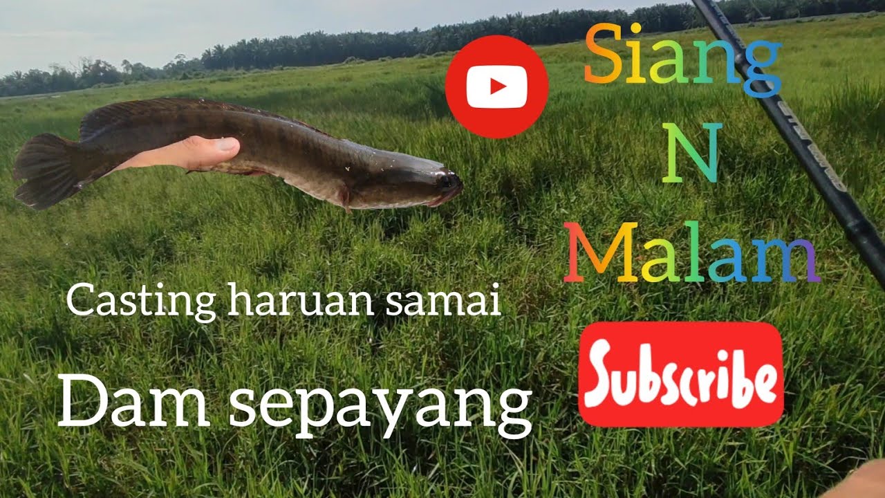 Kuala Rompin Dam Sepayang Casting Haruan/Gabus/瓜拉弄宾Casting生鱼 - YouTube