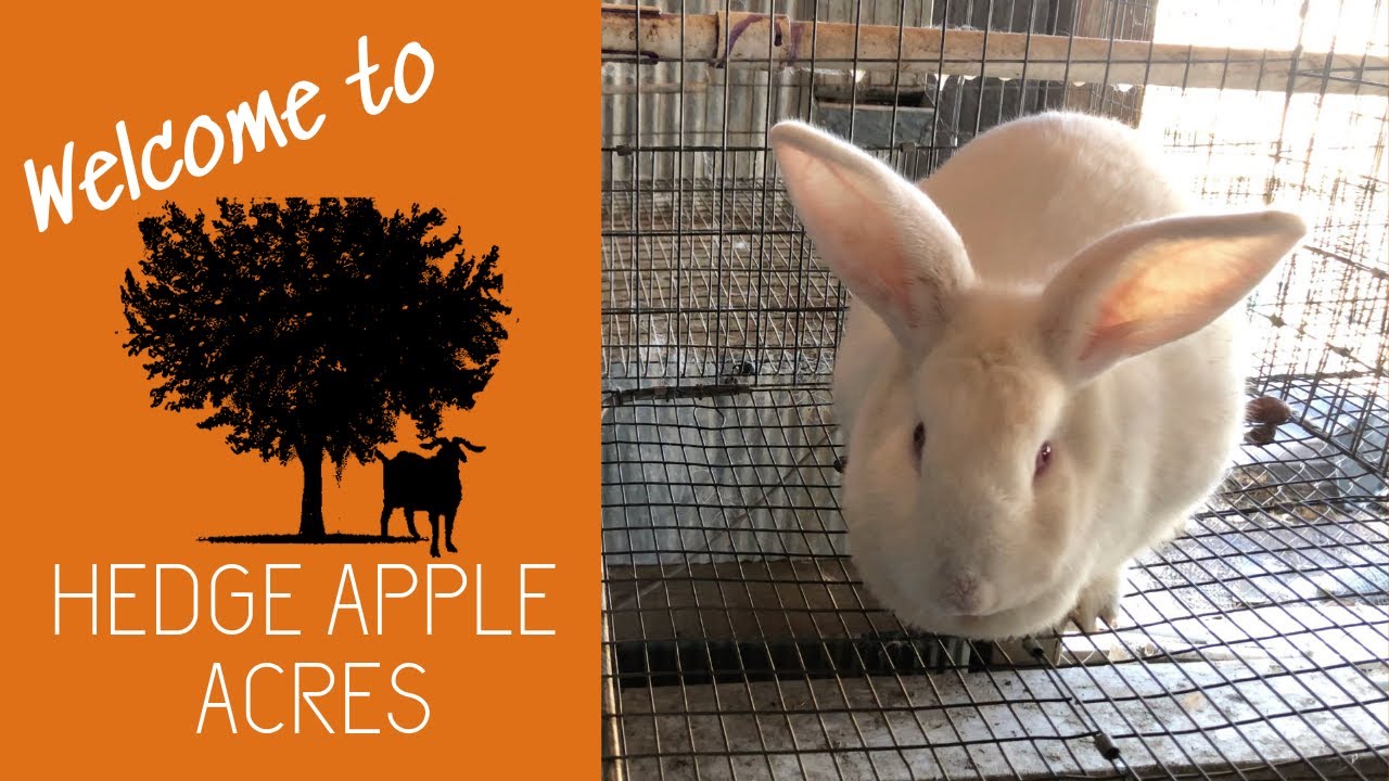 Tour of Our Backyard Rabbitry - YouTube