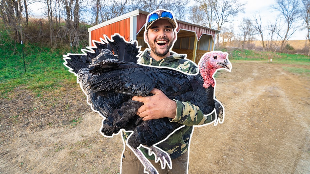 I Bought a GIANT PET TURKEY for My BACKYARD FARM!!! - YouTube