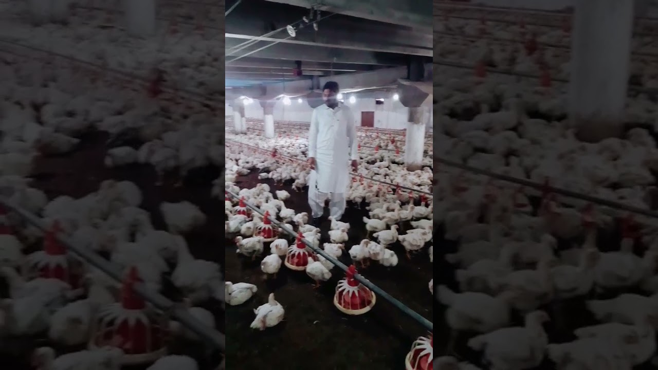 poultry form#poultry #shorts - YouTube