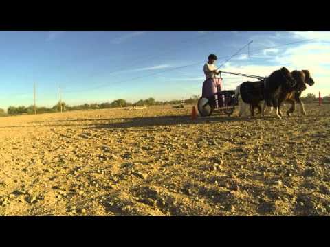Three Abreast first hitch - YouTube