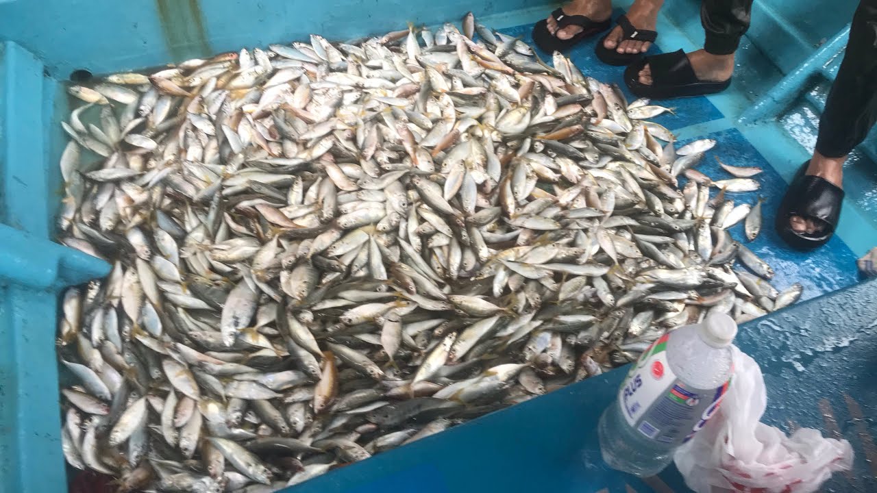 trip memancing apollo laut kuala terengganu - YouTube