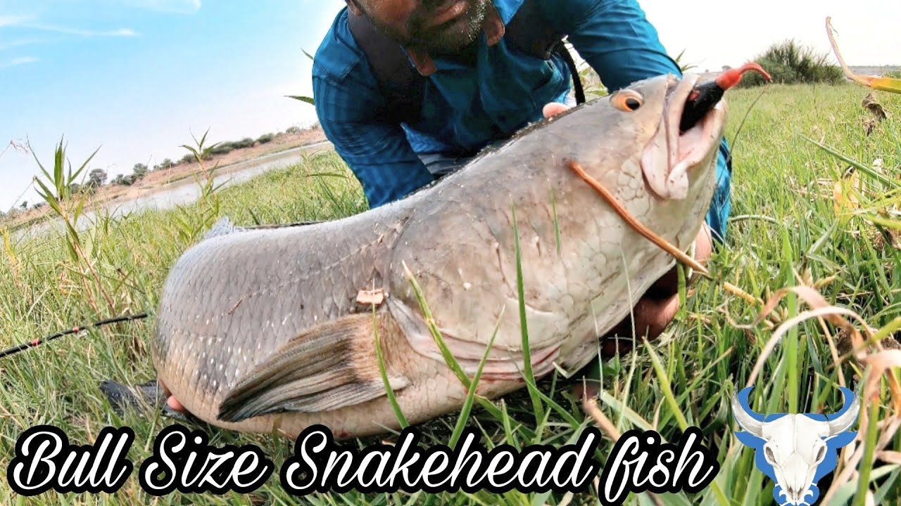 Giant😱Snakehead Fish | Live Strike Bull Size | Murral fish catch India ...