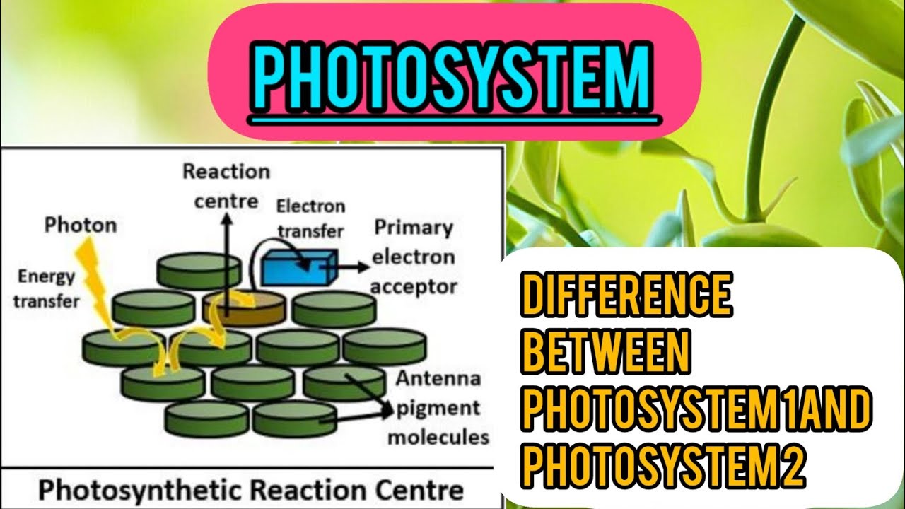 Difference between photosystem 1and photosystem 2||PHOTOSYSTEM NOTES ...