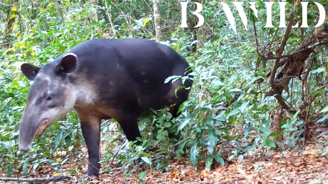Mexico Wildlife - Animales Salvajes de México / Campeche - YouTube