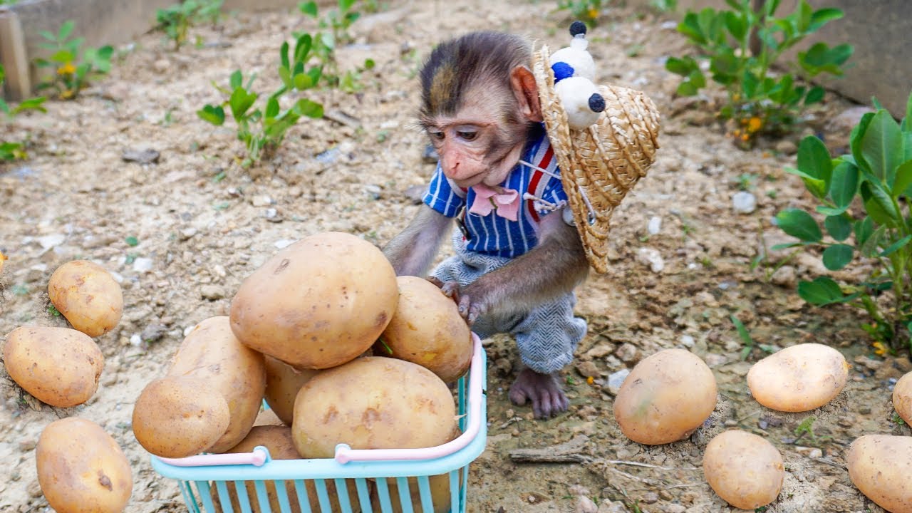 Monkey MiMi’s Adorable Effort: Harvesting Potatoes to Surprise Mom ...