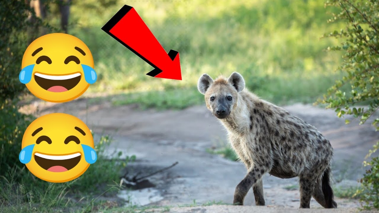 Ed the hyena funny moments - YouTube