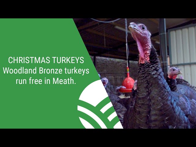 Wild Turkey Running Wild Turkey Running Across Road Stock Photo