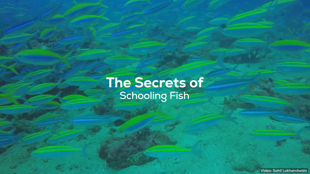The Secrets of Schooling Fish | Aquatic Animals | Marine Ecosystem ...