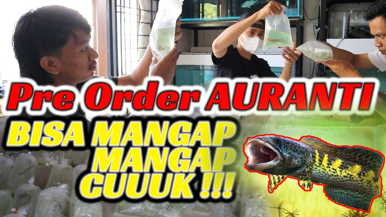 INI CARANYA BELI AURANTI PO SAMPE BISA MANGAP-MANGAP - YouTube